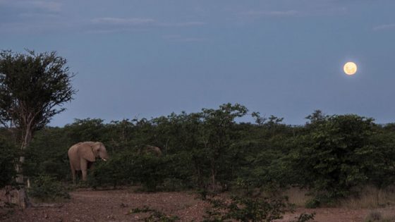 Gallery - Youth 4 Conservation